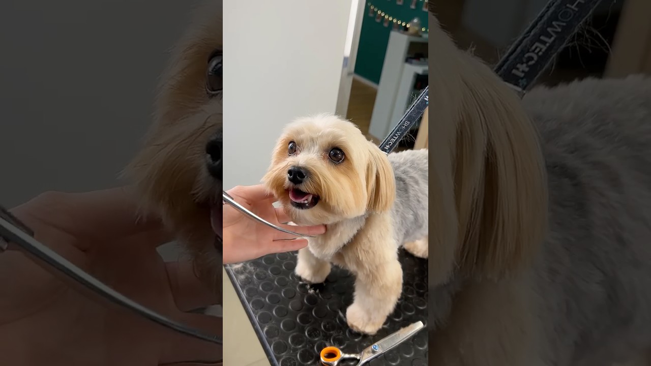 Yorkshire terrier Bella’s fluffy makeover! | Full grooming & smart pet ...