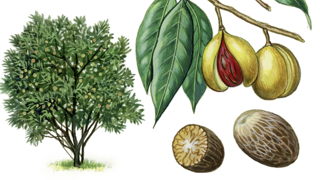 Nutmeg secrets every home cook should know