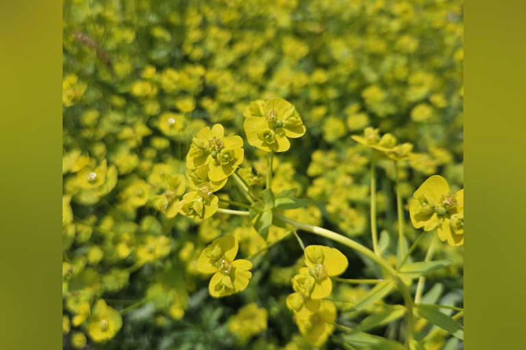 Leafy spurge: How to gain control over this agressive, invasive weed