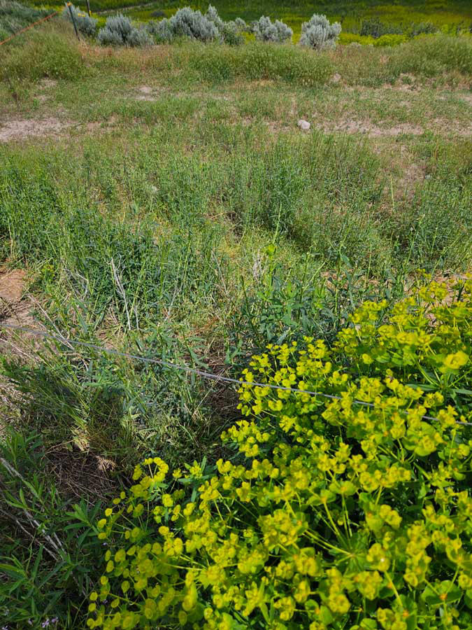 Leafy spurge: How to gain control over this agressive, invasive weed