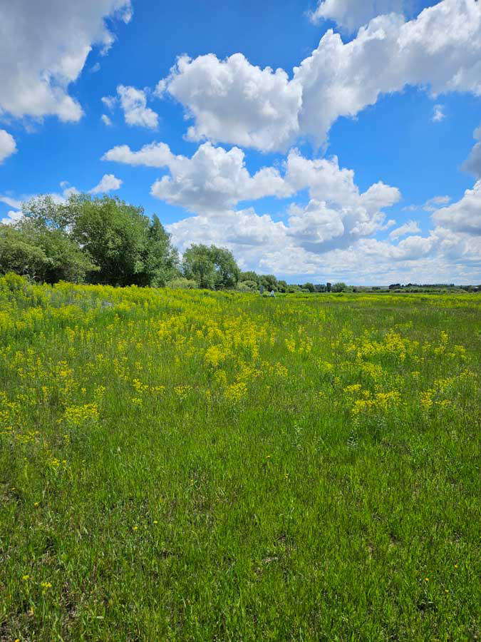 Leafy spurge: How to gain control over this agressive, invasive weed