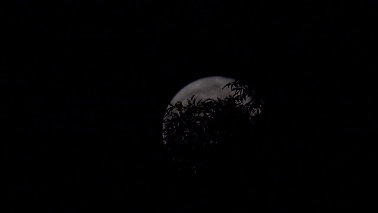 The May full moon known as the flower moon rises with leaves in the ...