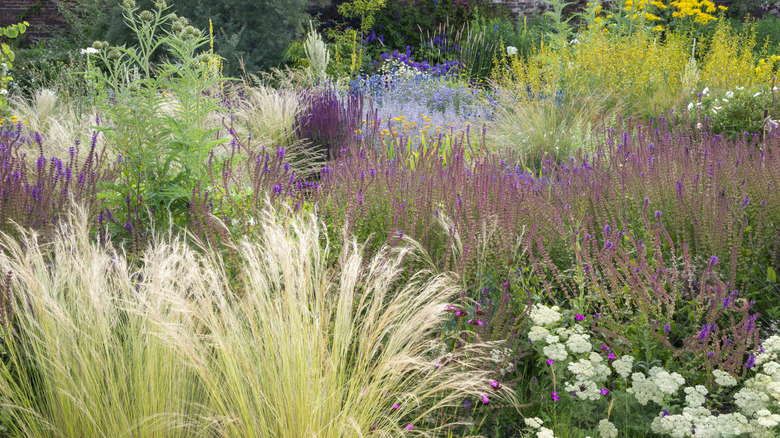 All of the advantages to growing ornamental grasses in your yard and garden