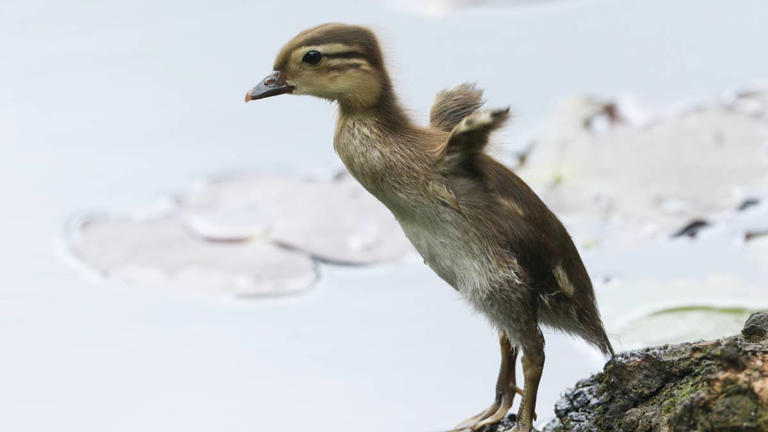 Lonely, lost duckling follows family home—and the outcome is so bittersweet