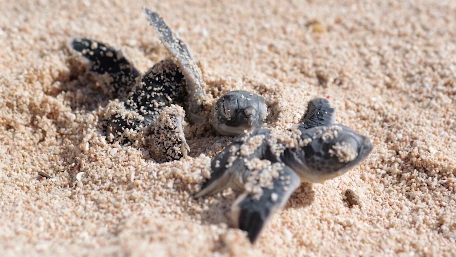 Thousands of baby green sea turtles head to sea after successful egg ...