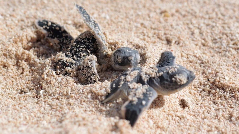 Thousands of baby green sea turtles head to sea after successful egg ...