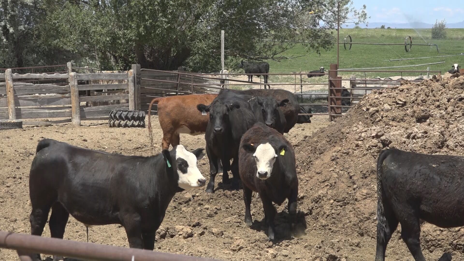 Ranchers react to livestock killings