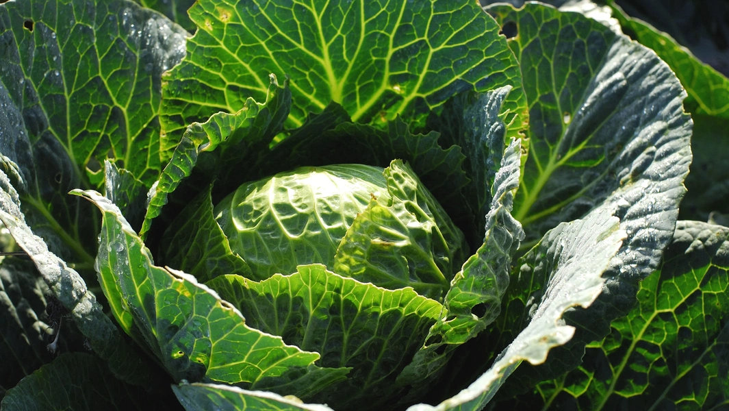 Cabbage and eggs, the ultimate comfort duo
