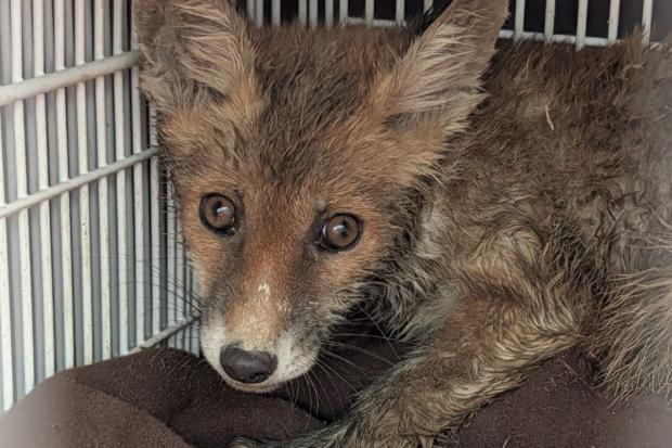 Fox cub trapped in drain for days rescued by island volunteers