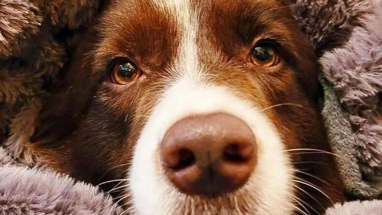 Muere Echo, el perrito que interpretó a Nellie en 'Heartstopper'
