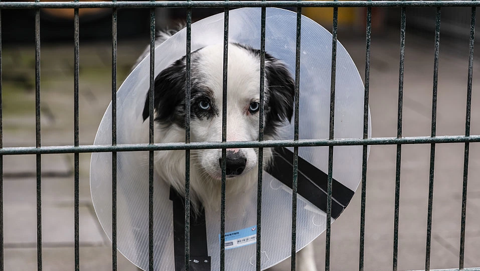 From cages to cuddles, rescued pets find hope