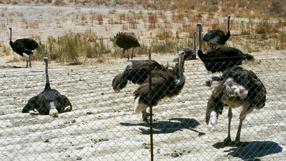Ostriches through time and culture