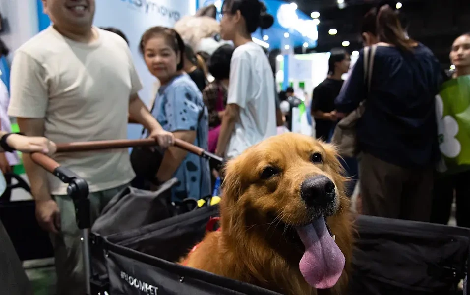 Experts list 21 well-behaved dog breeds but stress training