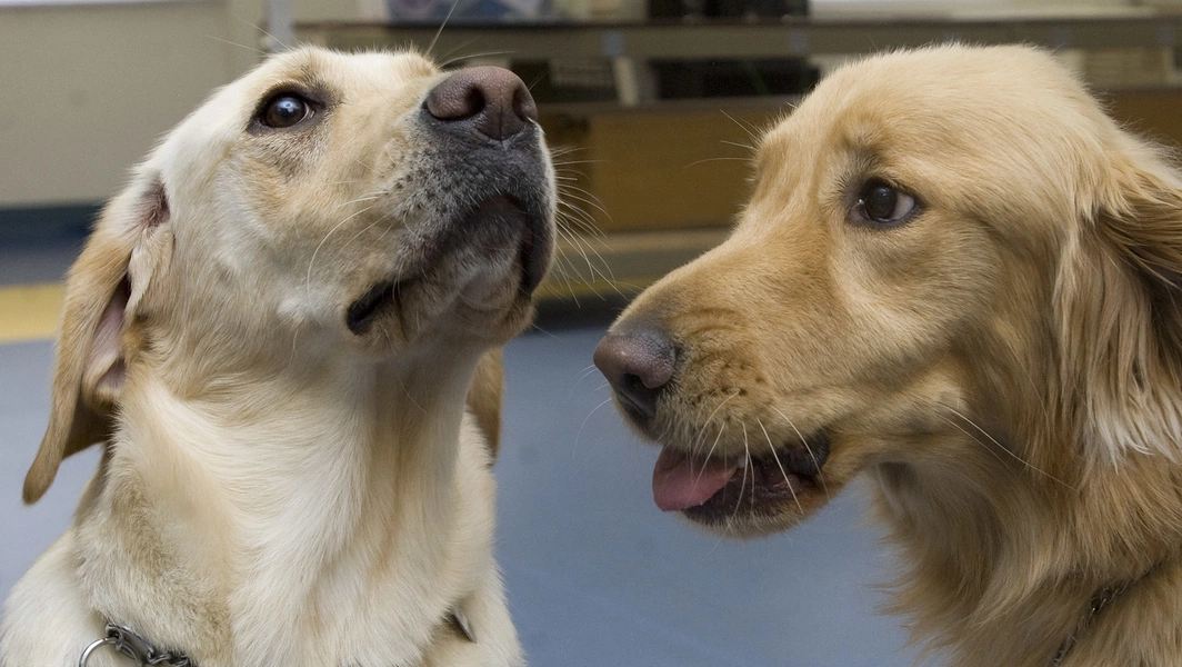 How dogs understand human words and emotions
