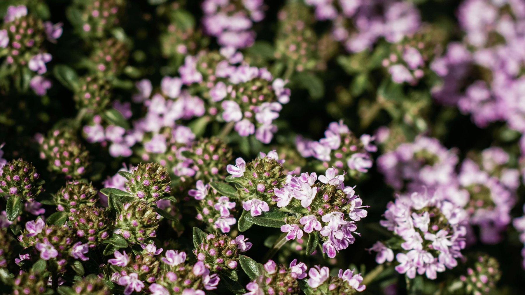 Ni geranios ni petunias: la planta con flores coloridas que mantiene tu ...