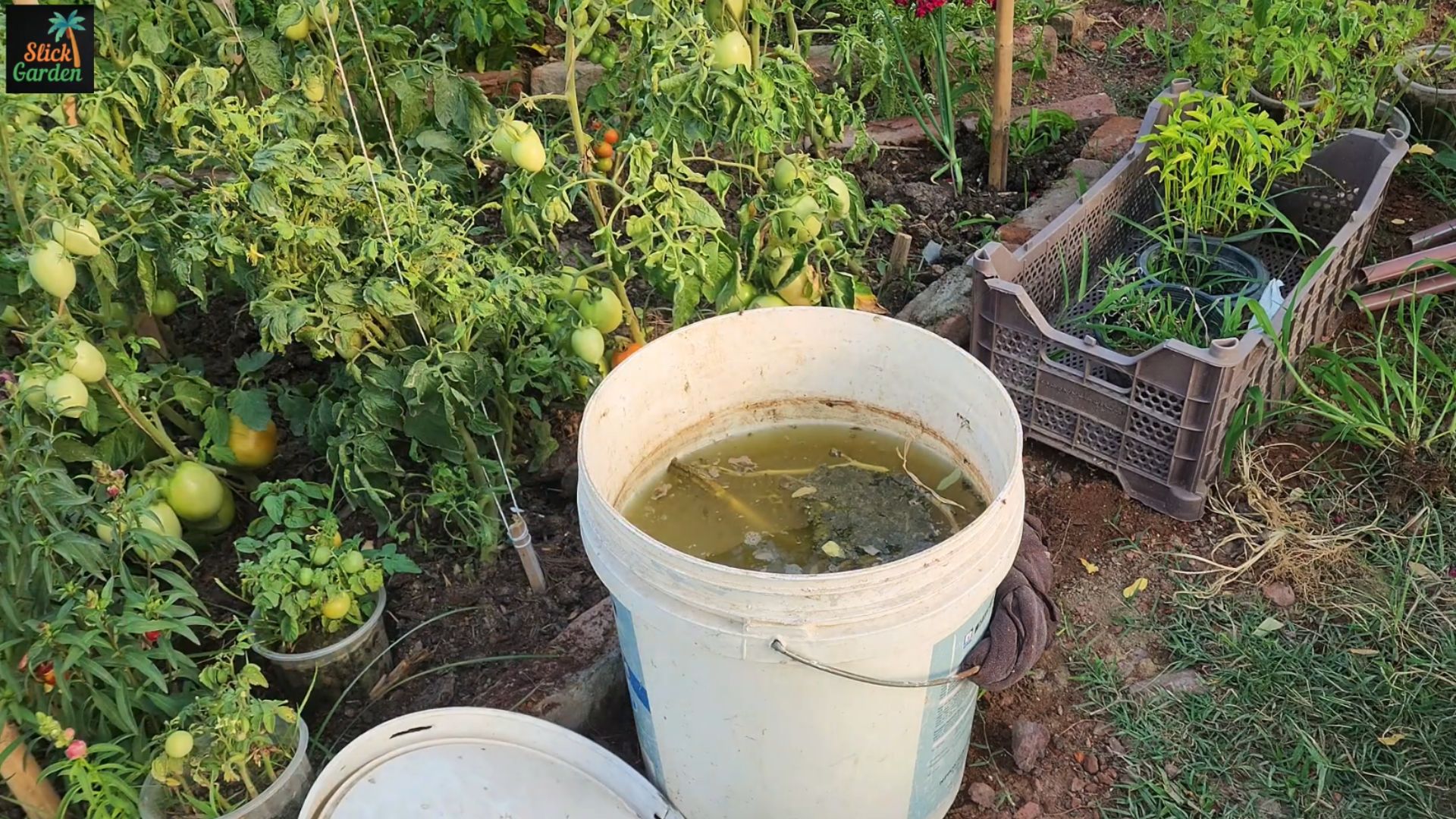 The best natural fertilizer: How to make weed tea for your garden