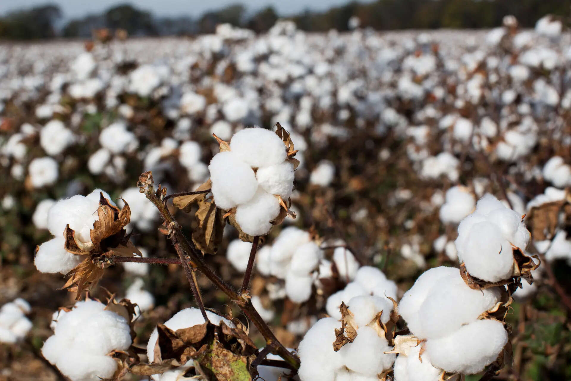 CITI welcomes temporary removal of 11% cotton import duty, calls it ...