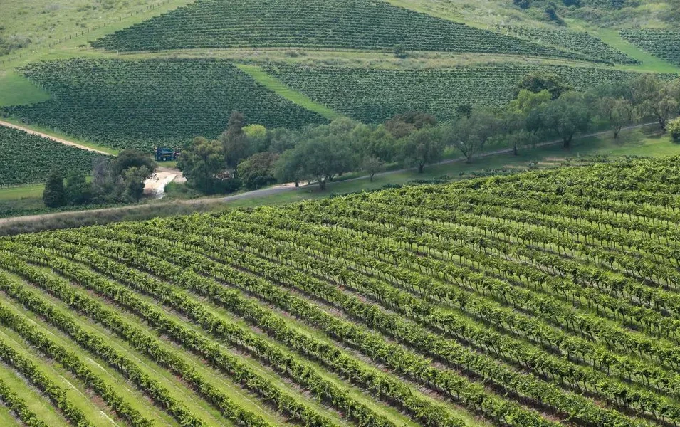 Sip your way through Hunter Valley wine country