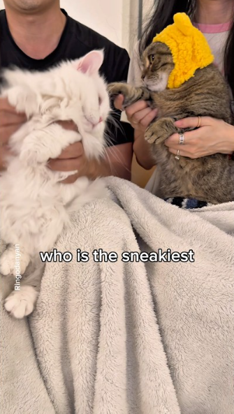 Who’s most likely to funny cat moments that will make you laugh