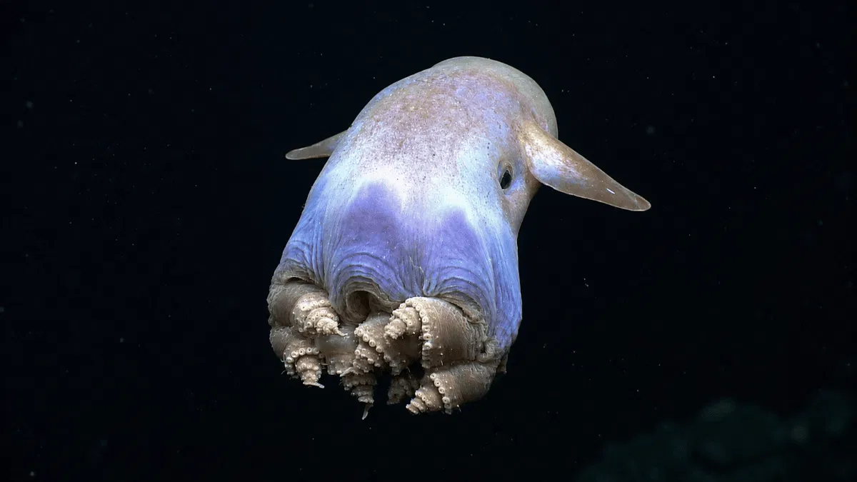 9 animales misteriosos del fondo marino que desconciertan a científicos