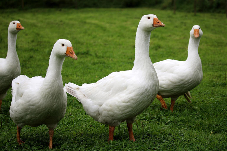 Birds pecking at your lawn could mean grubs are feeding below the surface