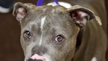 Breaking the myths about pit bulls and aggression