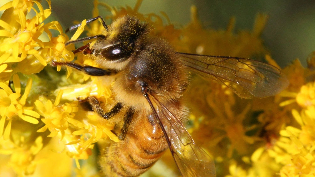 Matthew Shepherd shares research-based tips to boost pollinators