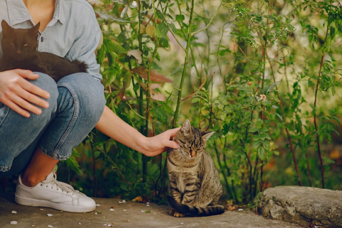 Tekan populasi kucing liar, DKPP Surabaya sterilisasi gratis 100 ekor