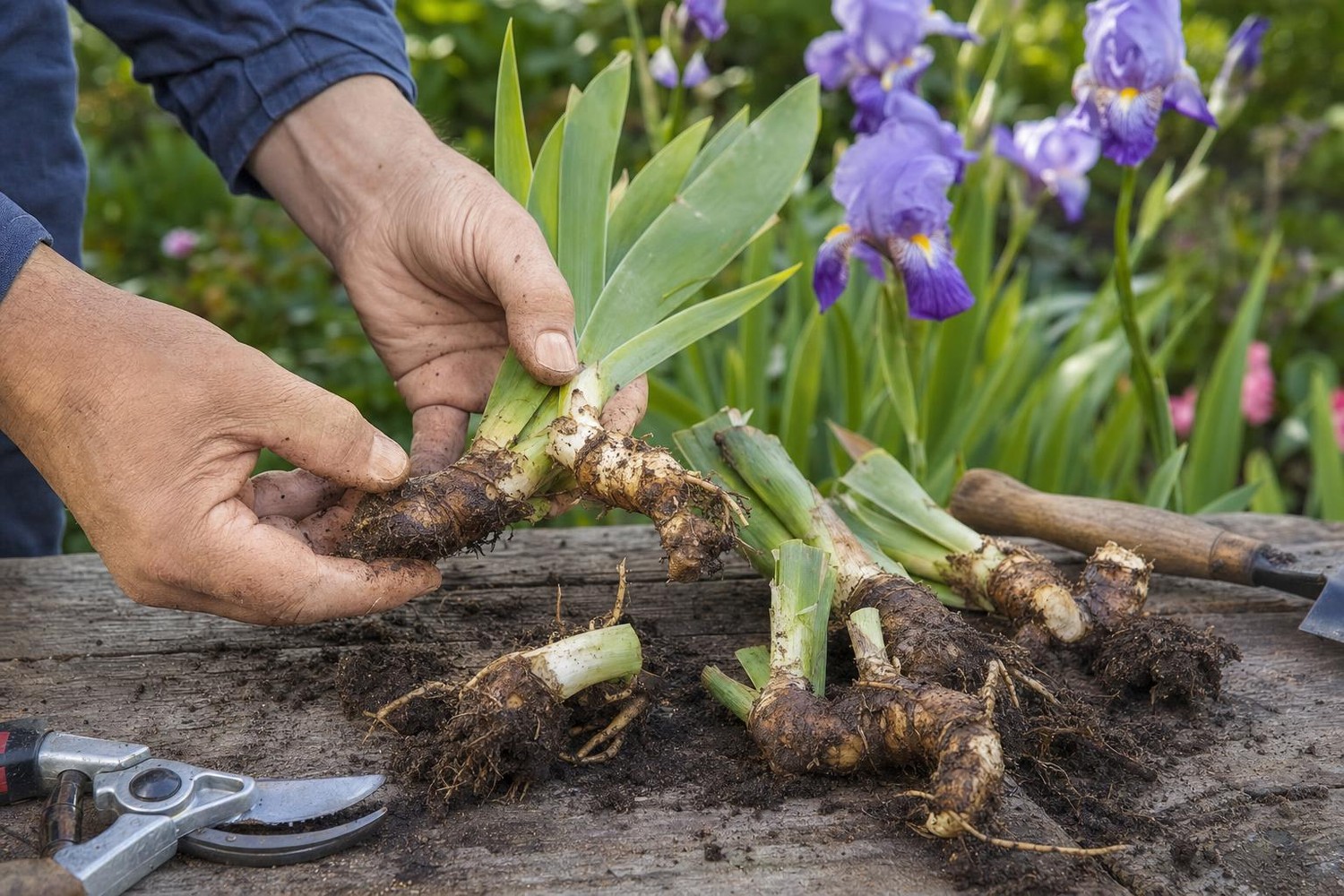 Arrêtez de dépenser 15 euros par plant d'iris : l'astuce de juin pour ...