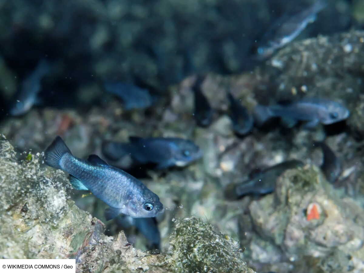 Des scientifiques perdent la trace du poisson le plus rare du monde en ...