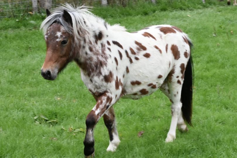 Police appeal after two rare miniature horses stolen from farm near ...
