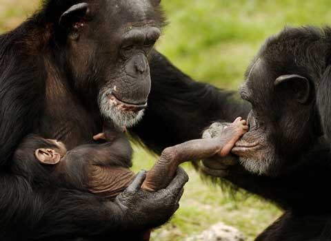 Chimpanzees narrow social circles as they age, study finds
