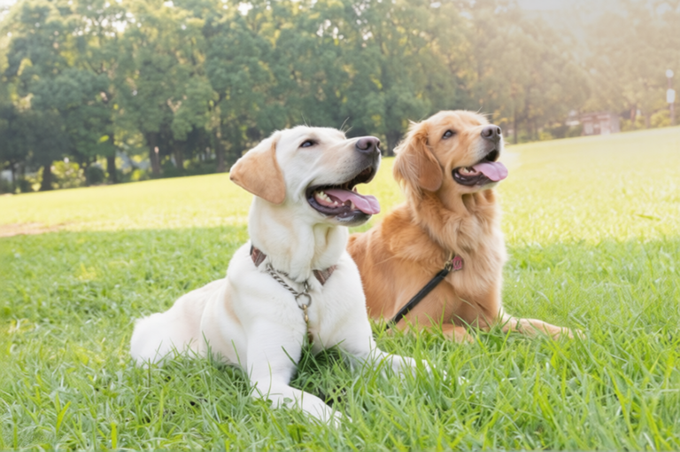 Experts name 21 dog breeds known for good behavior