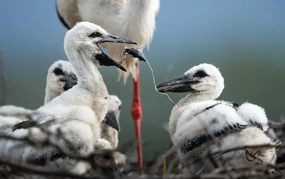 From hatch to first flight: Baby bird journeys