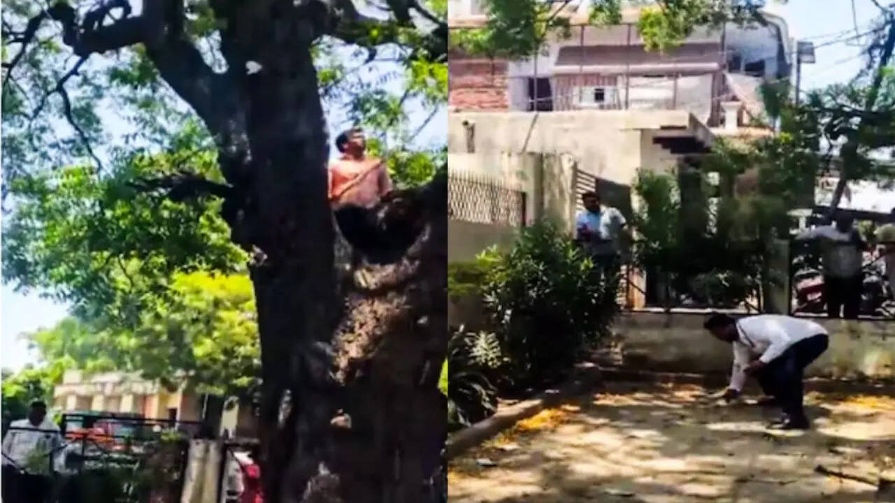 Monkey’s Rs 2 lakh heist leads to 'money rain,' UP crowd scrambles for ...