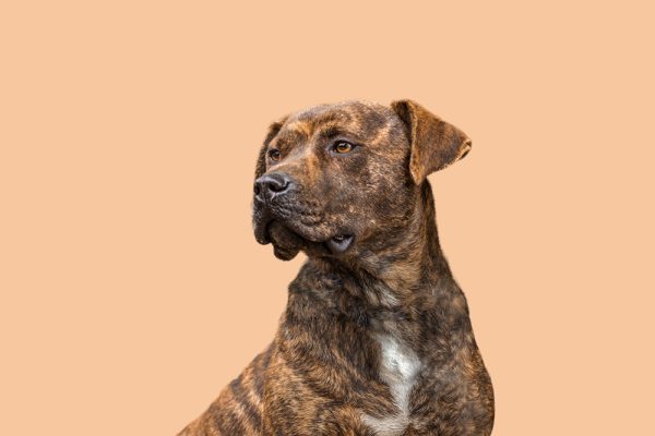 Rescue dog Hazel saved her new owner from a house fire
