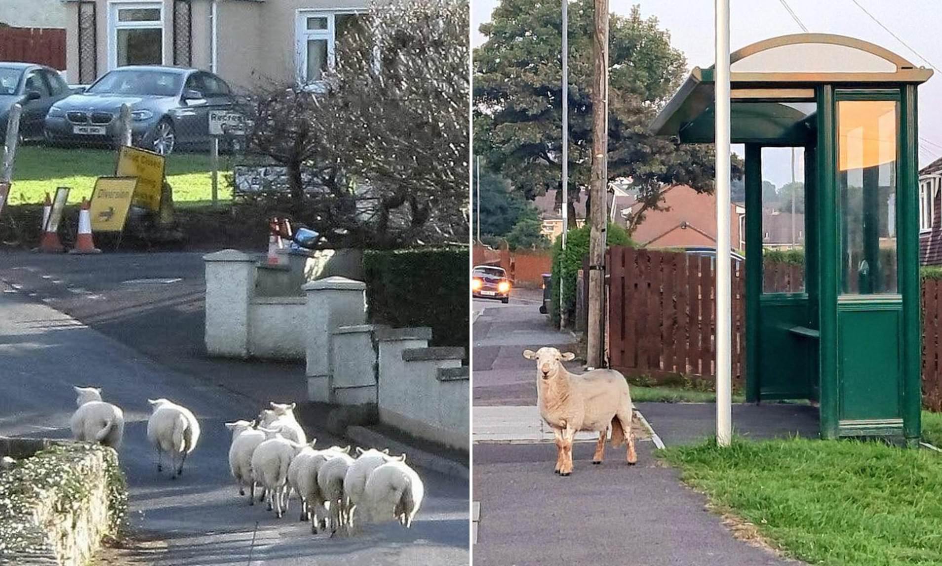 Town overrun by sheep causing nuisance, blocking roads and eating ...