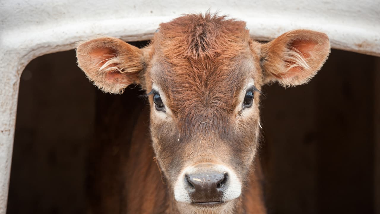 Mumbai viral clip: Cow comforts emotional owner with a hug, internet ...