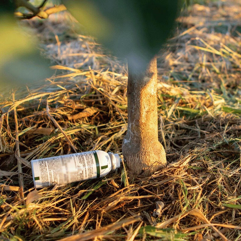 Greening advances in Brazil, cuts citrus crop and increases pressure ...