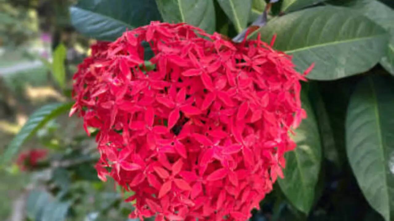 Prune these 10 plants in June for more blooms, healthier growth, and a ...