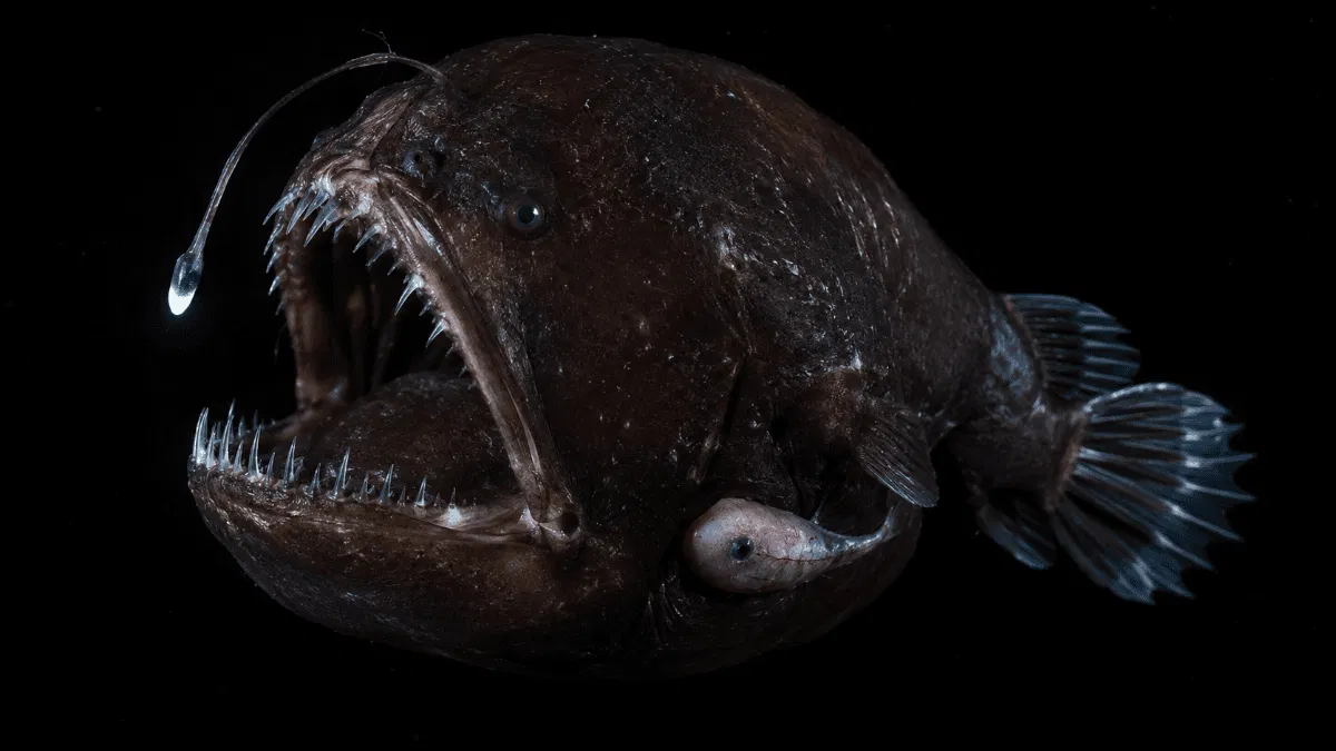 9 animales misteriosos del fondo marino que desconciertan a científicos