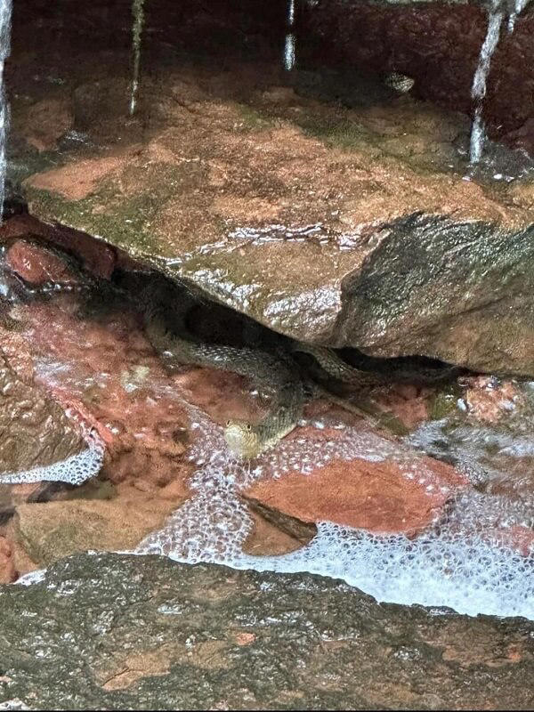 Student asks if storm makes snake-filled pond safe to explore: 'Can I ...