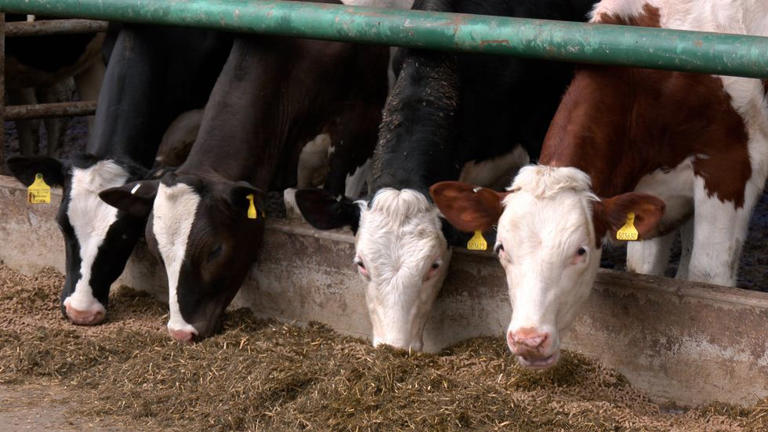 Farmers to open 250 working farms as thousands of Britons given first ...