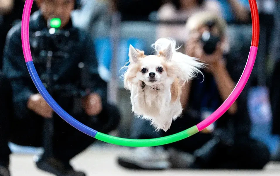 Tiny teacup dogs stealing hearts everywhere