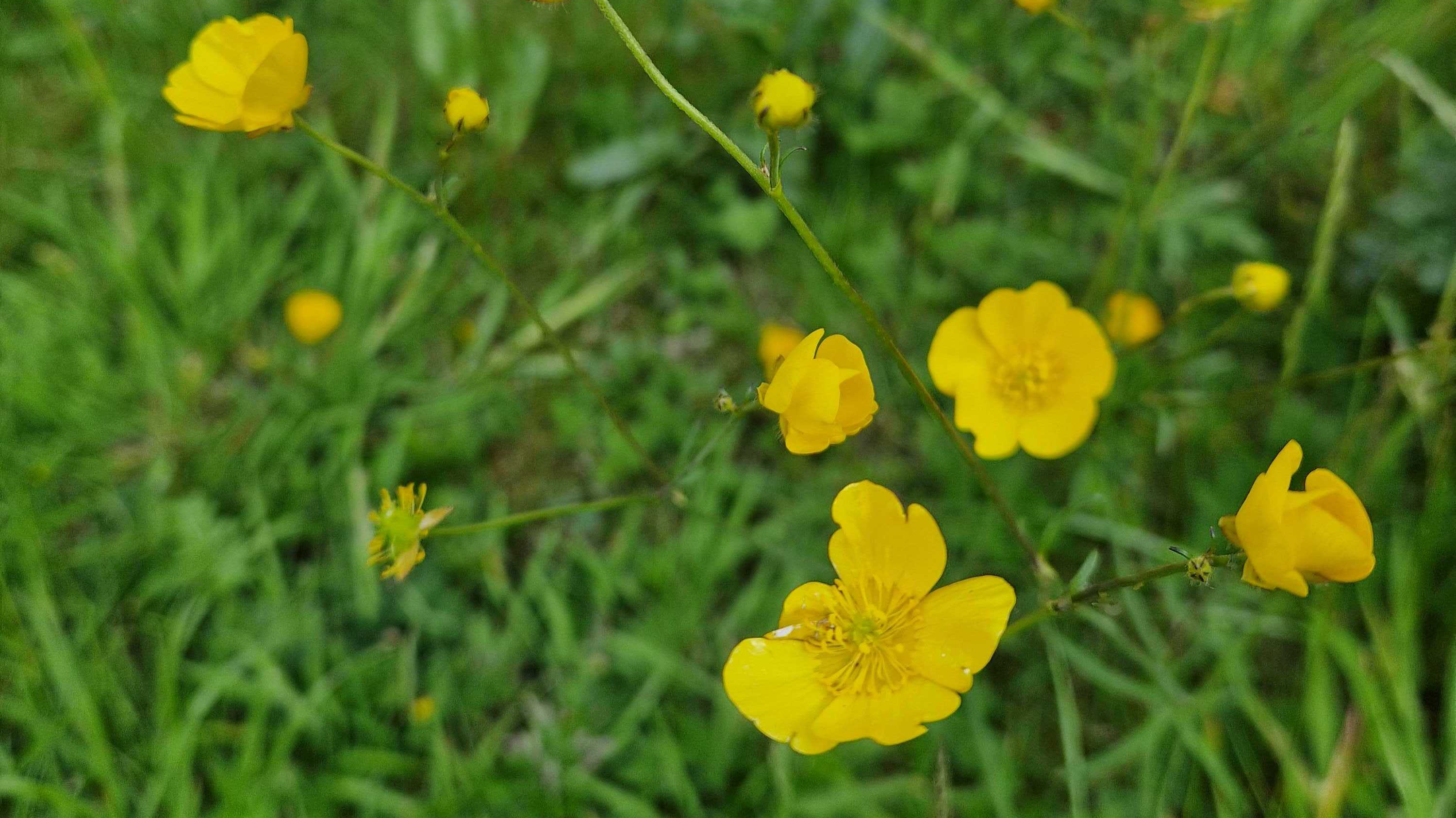 I didn't cut my grass for a month - here's what happened - No Mow May ...