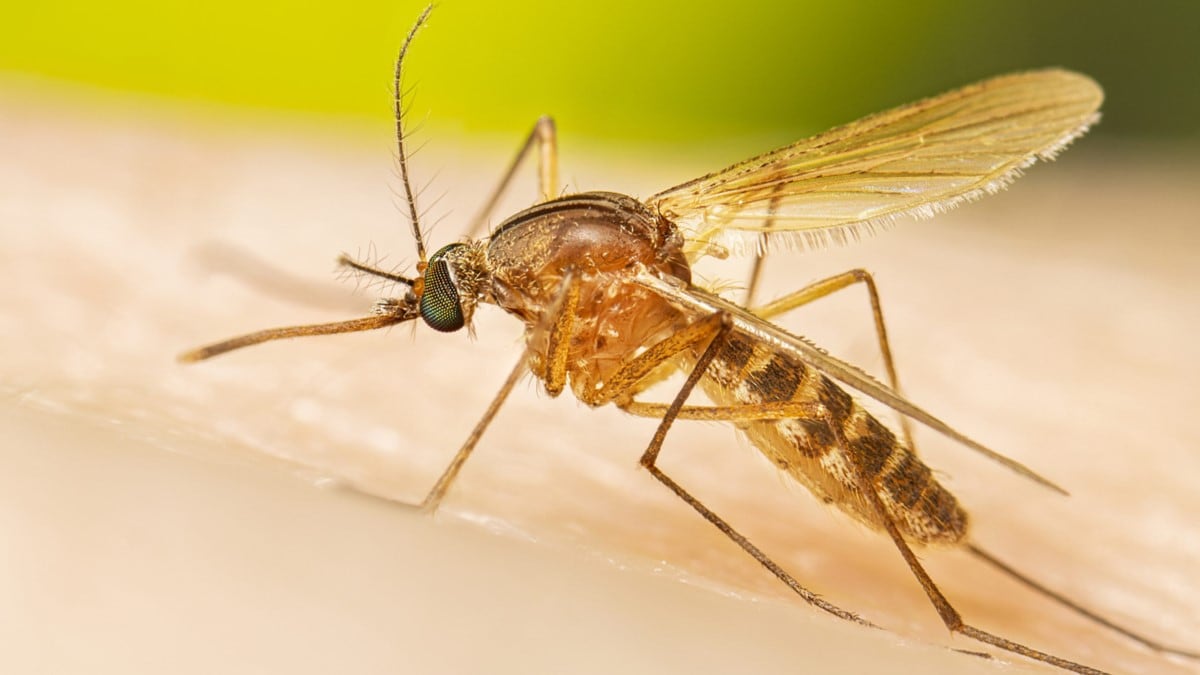 Google releases 32 million mosquitoes to curb disease