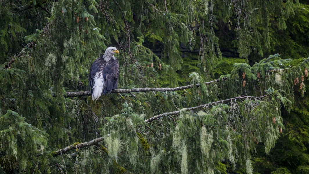 Six-year study finds most wildlife alter behavior near hikers