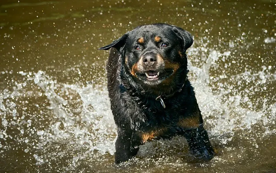 Rottweiler love: From history to home life