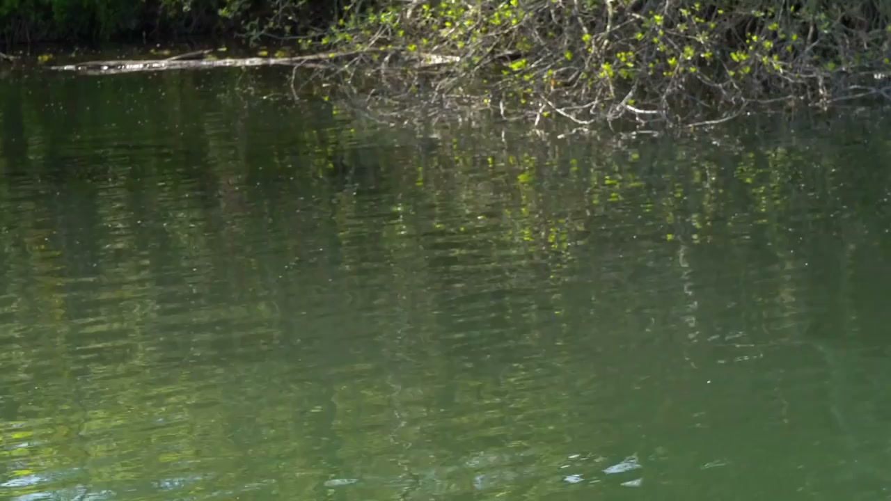 Stocked trout fishing - the trout are biting everything! (Smoked trout ...