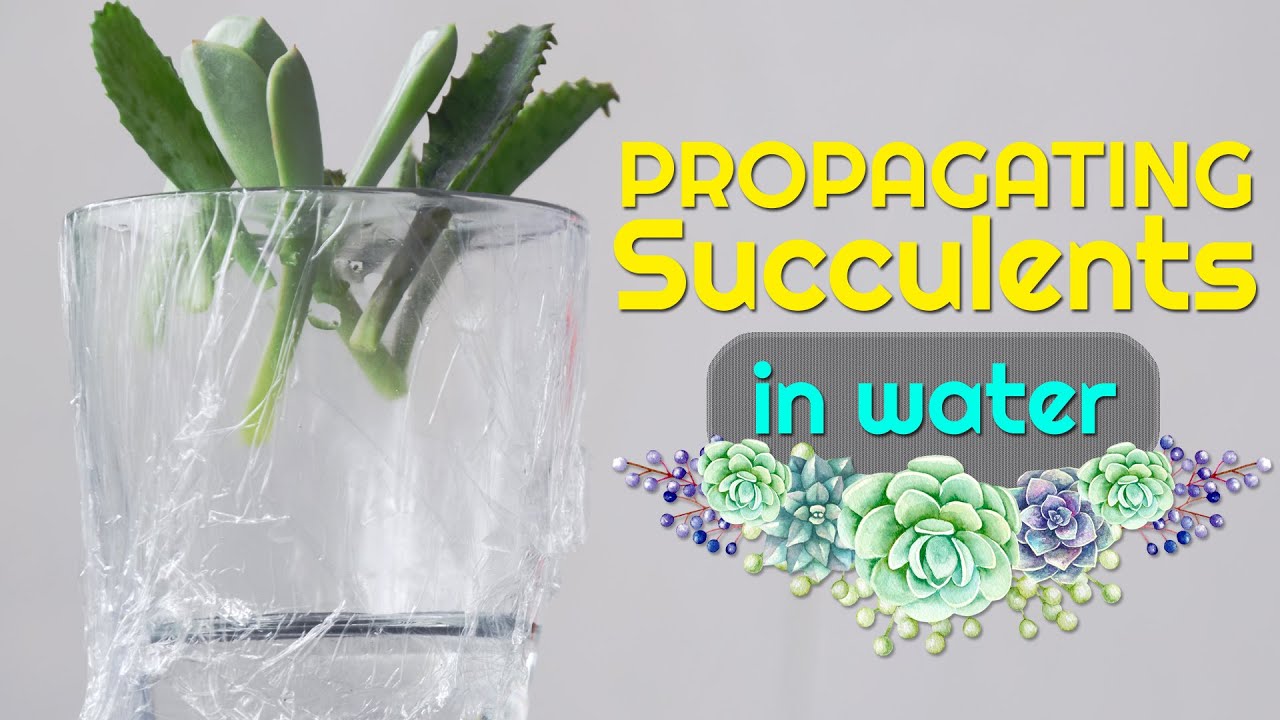 Grow succulents faster using water propagation technique